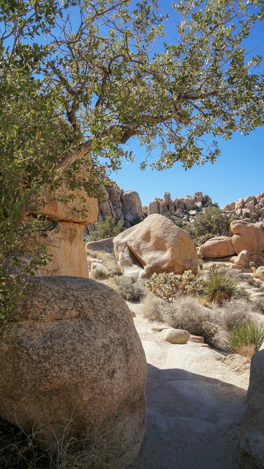 Hidden Valley Nature Trail in Joshua Tree National Park | 52 in 52 ...